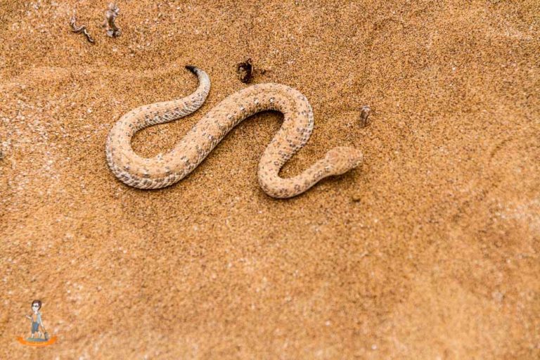 Living Desert Namibia - Auf der Suche nach den Little Five